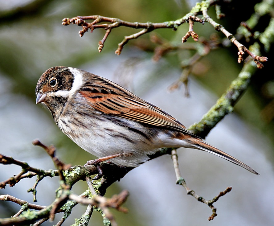 Reed Bunting by Michael Neate - BirdGuides