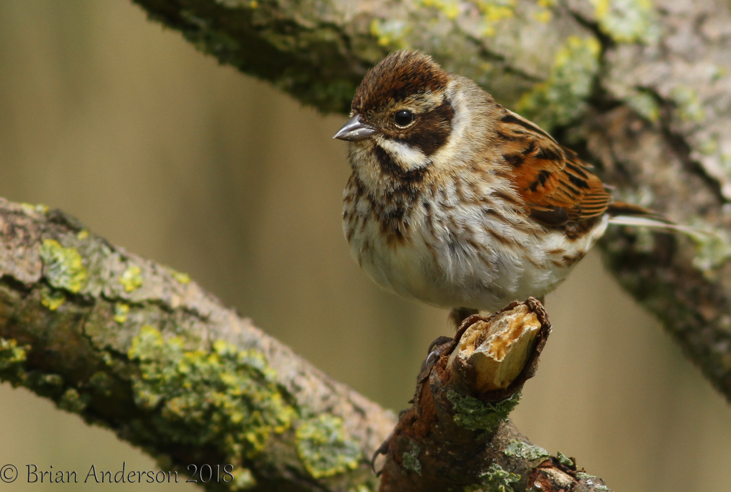 Details : Reed Bunting - BirdGuides