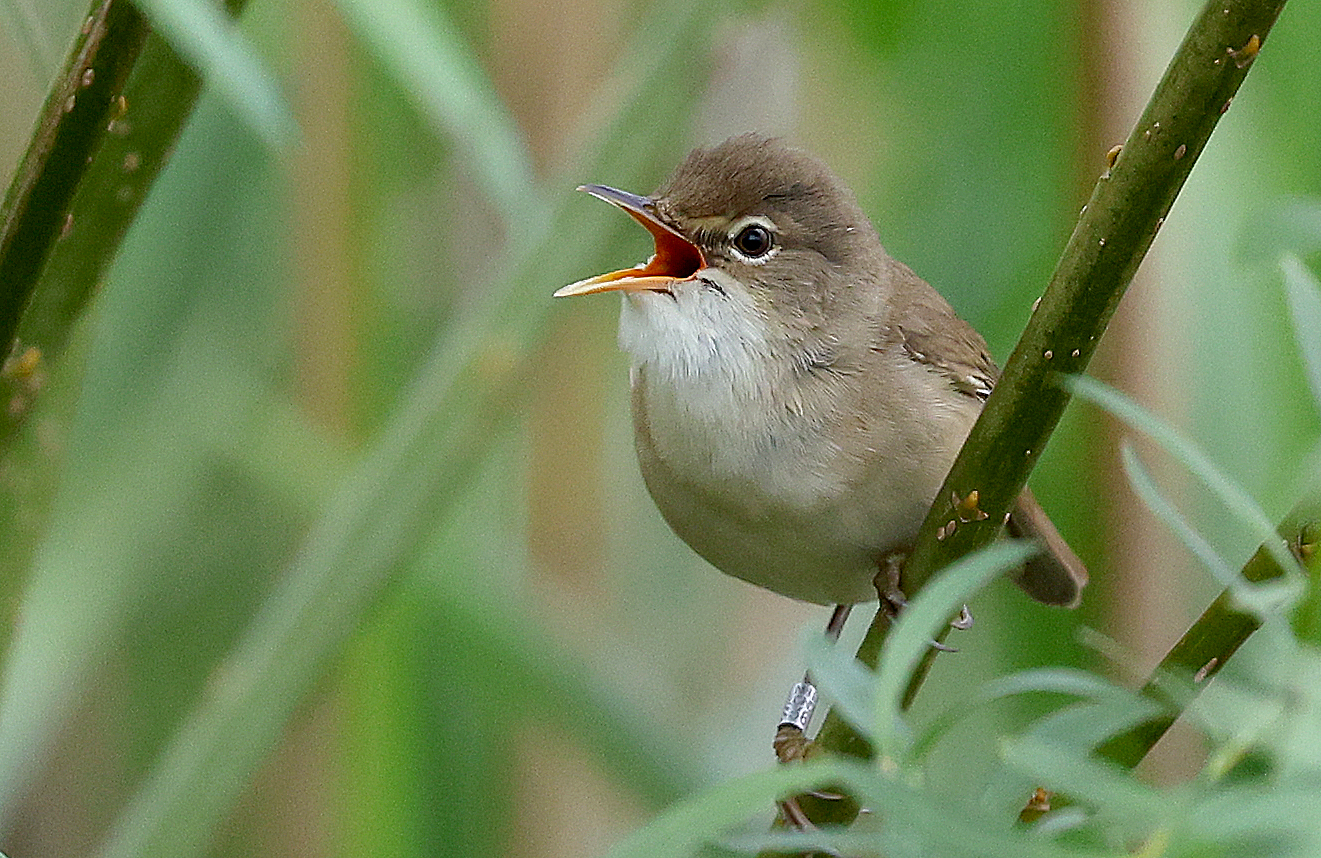 Lucy McRobert: dawn chorus spectacular - BirdGuides