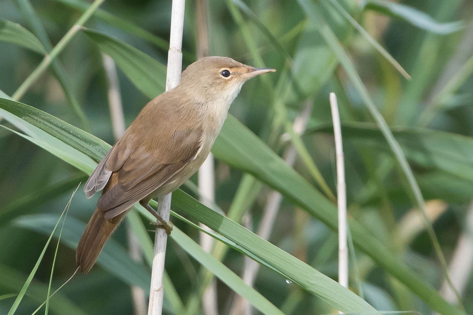 Reed Warbler by Jim Mountain - BirdGuides