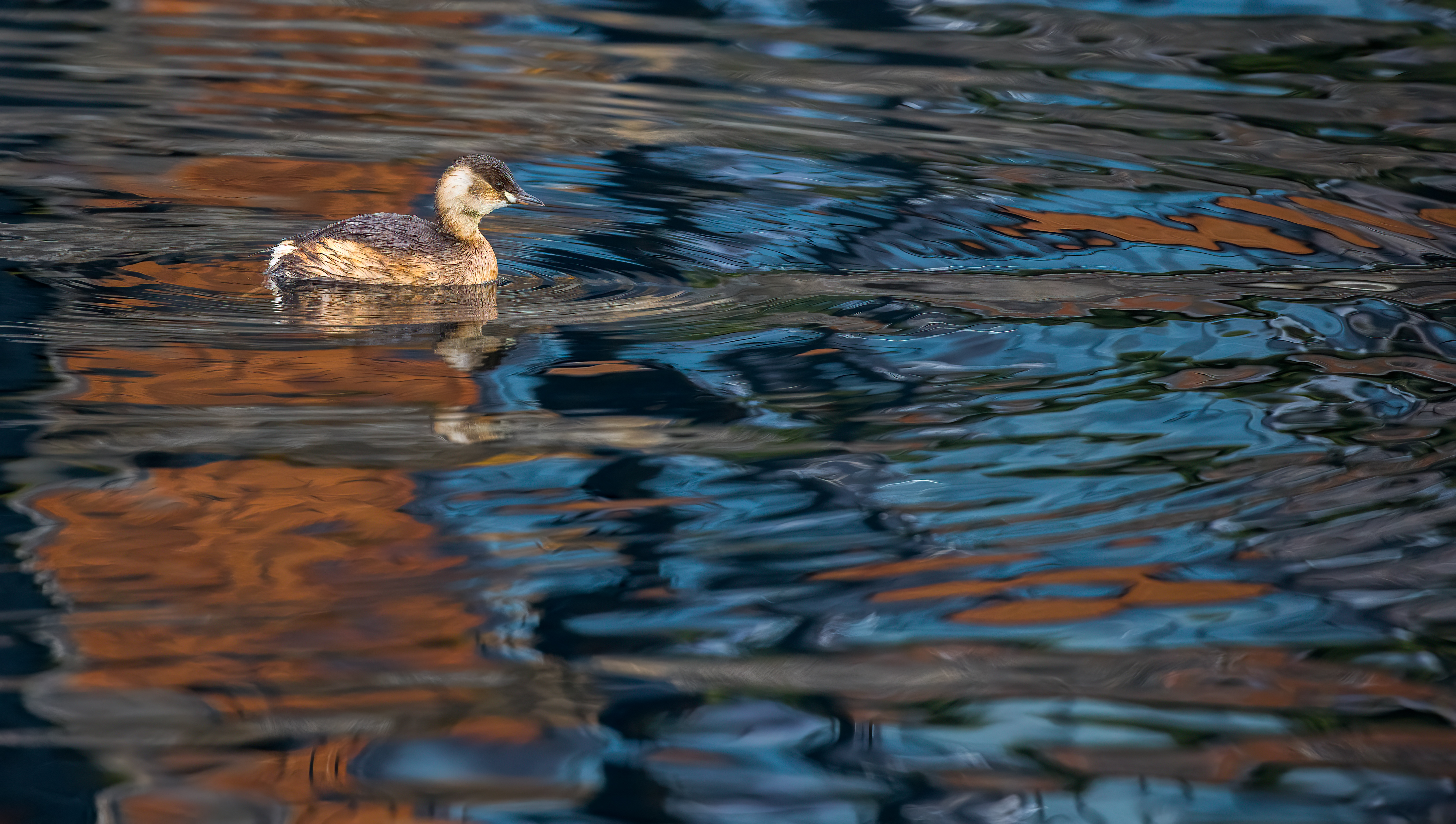 Little Grebe by Peter Garrity - BirdGuides