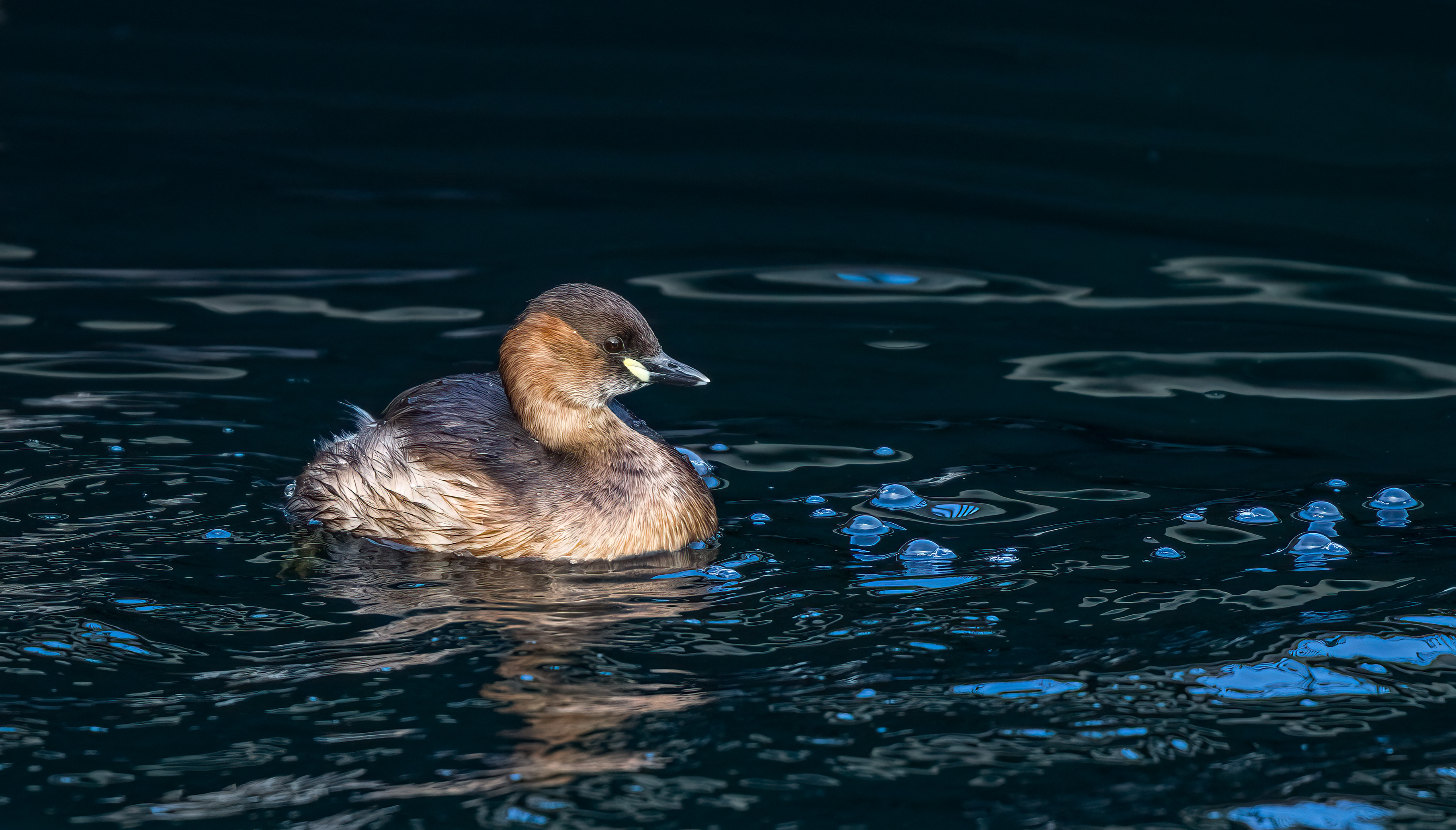 Little Grebe by Peter Garrity - BirdGuides