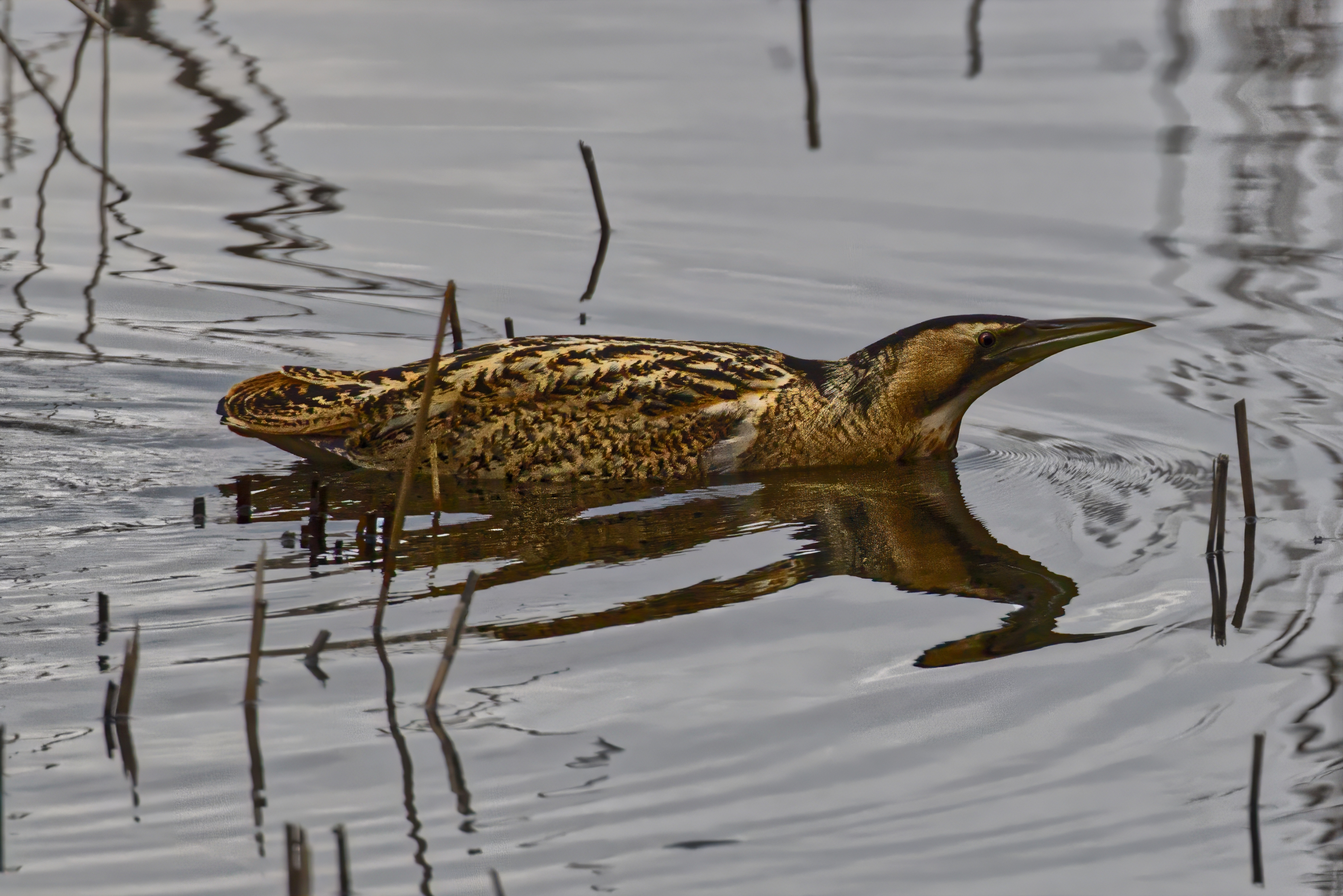 Eurasian Bittern by Mark Phillips - BirdGuides