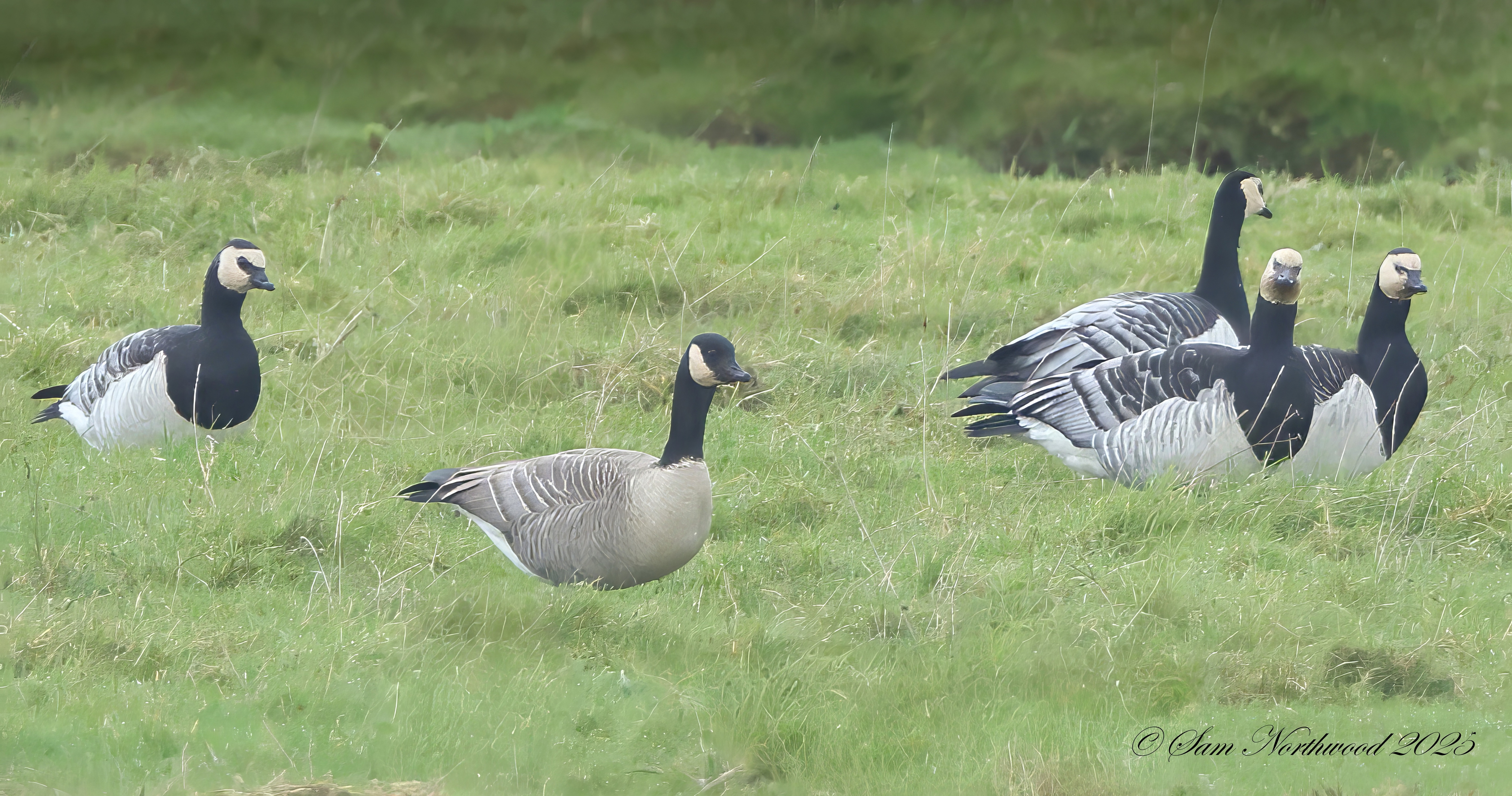 Richardson's Cackling Goose by Sam Northwood - BirdGuides