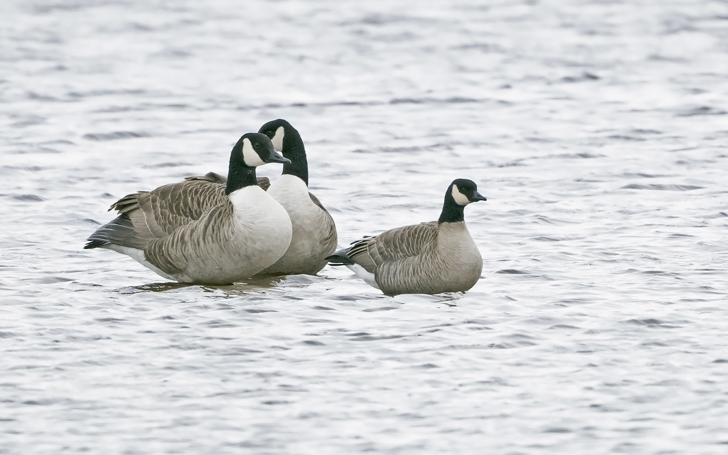 Richardson's Cackling Goose by Steve Young - BirdGuides
