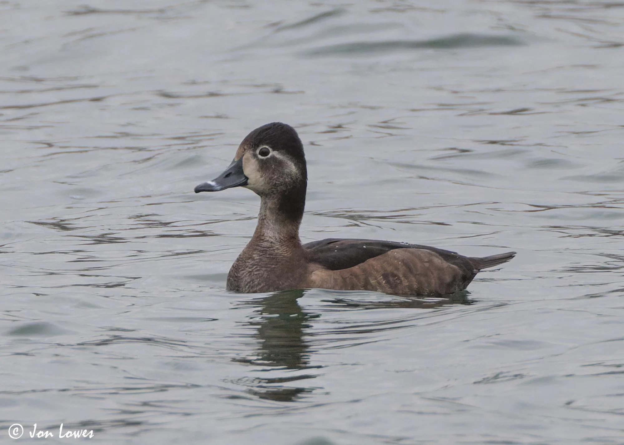 Sighting Report - BirdGuides