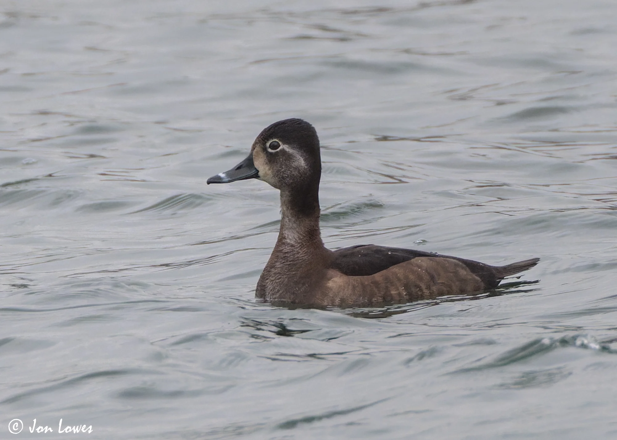 Sighting Report - BirdGuides