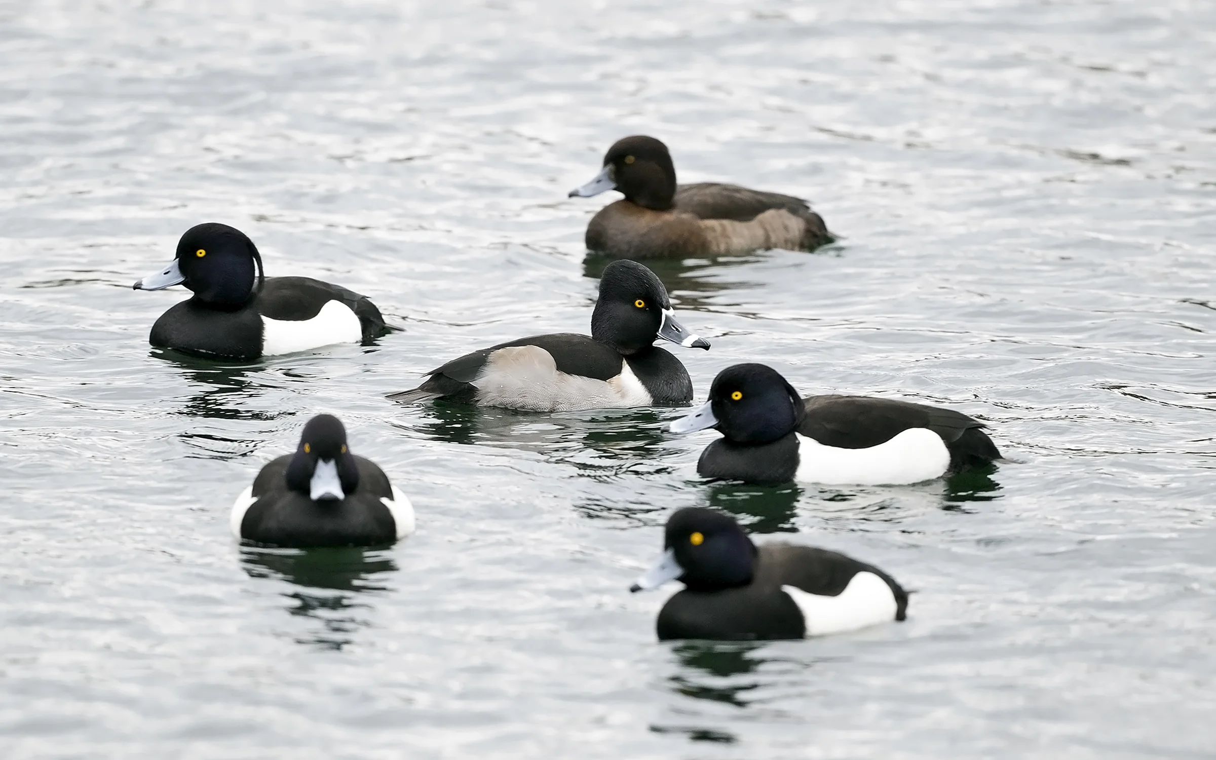 Sighting Report - BirdGuides