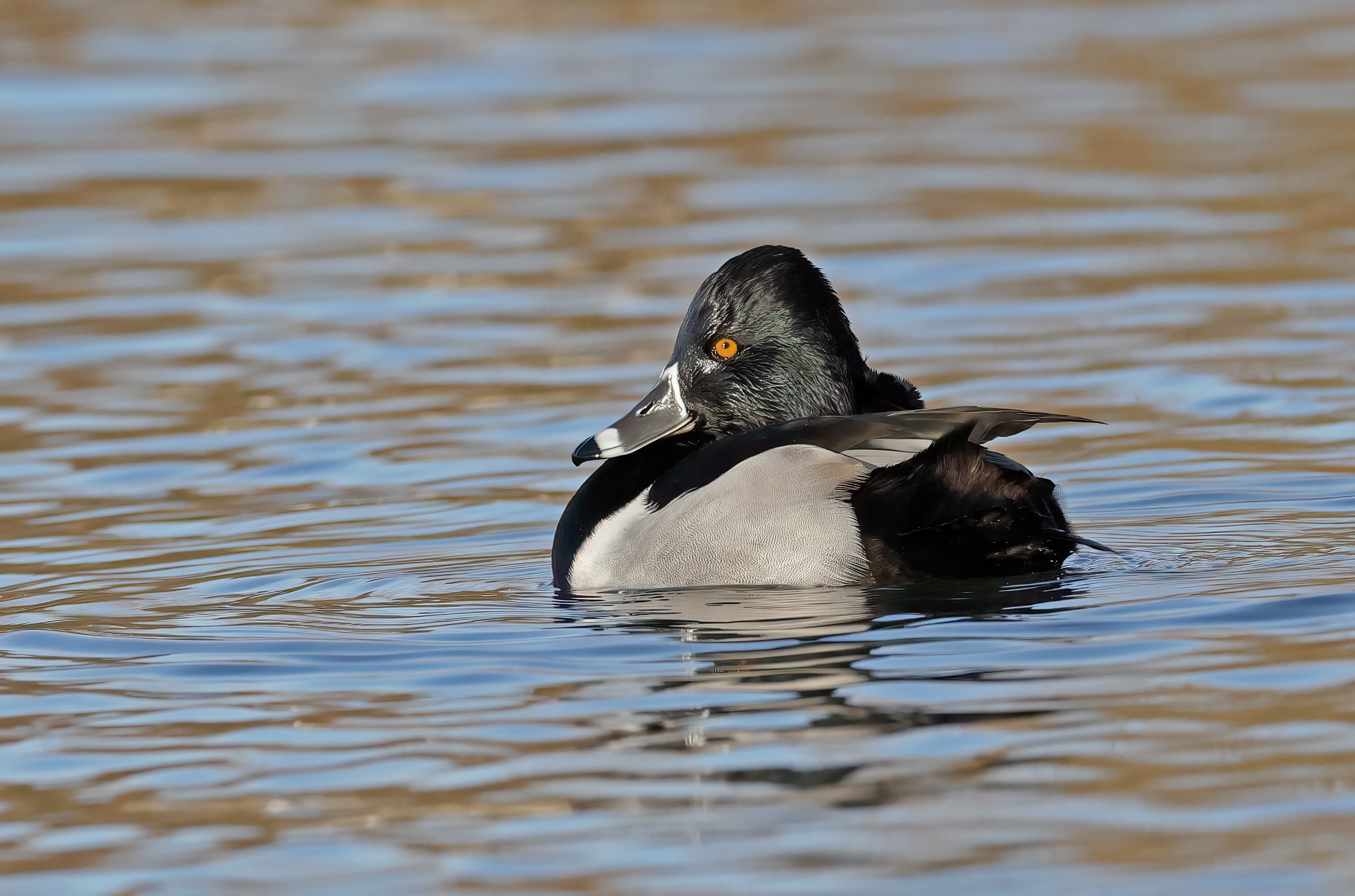 Ring-necked Duck by Tony Davison - BirdGuides