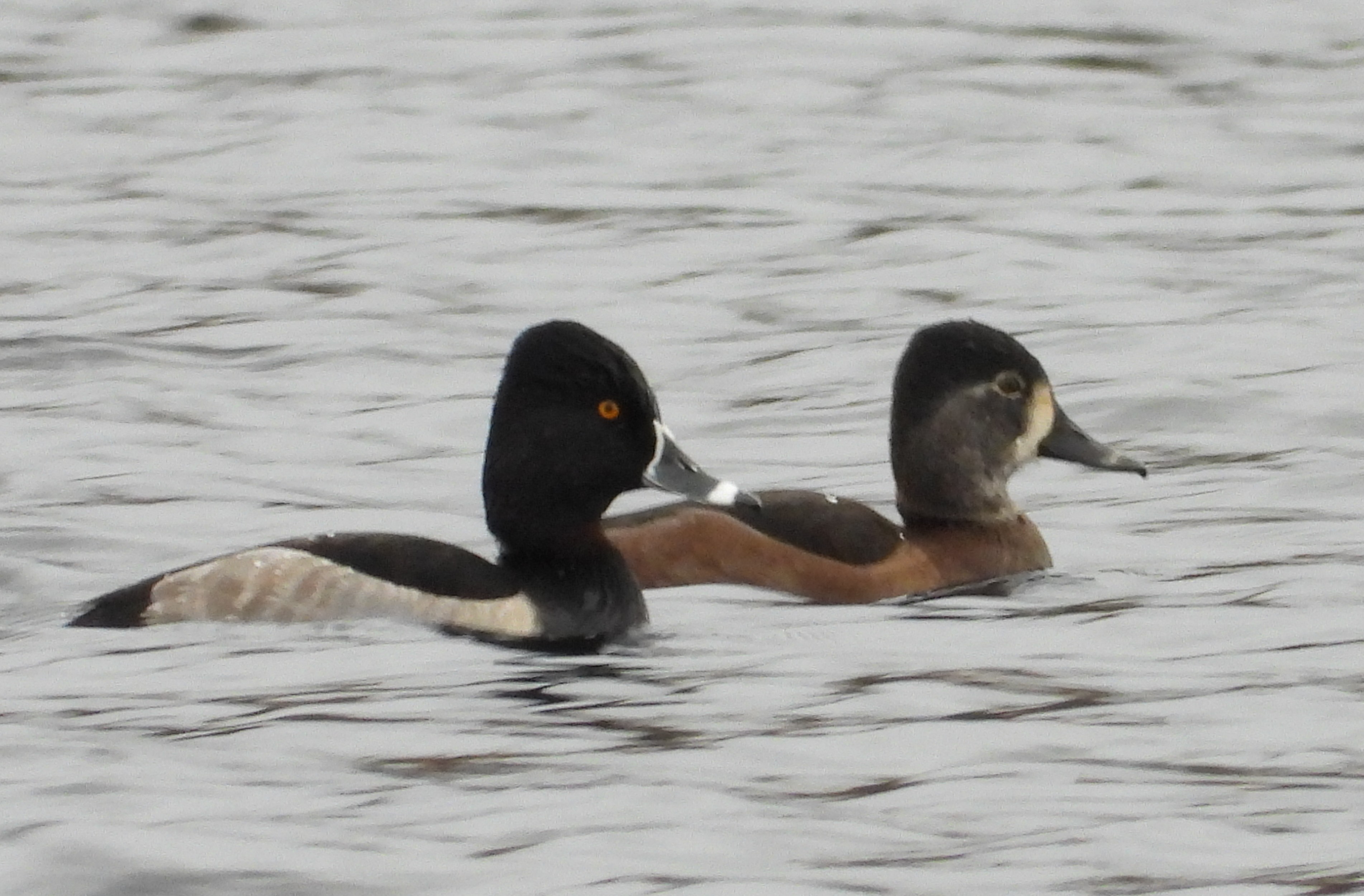 Ring-necked Duck by Alexander Mcneil - BirdGuides