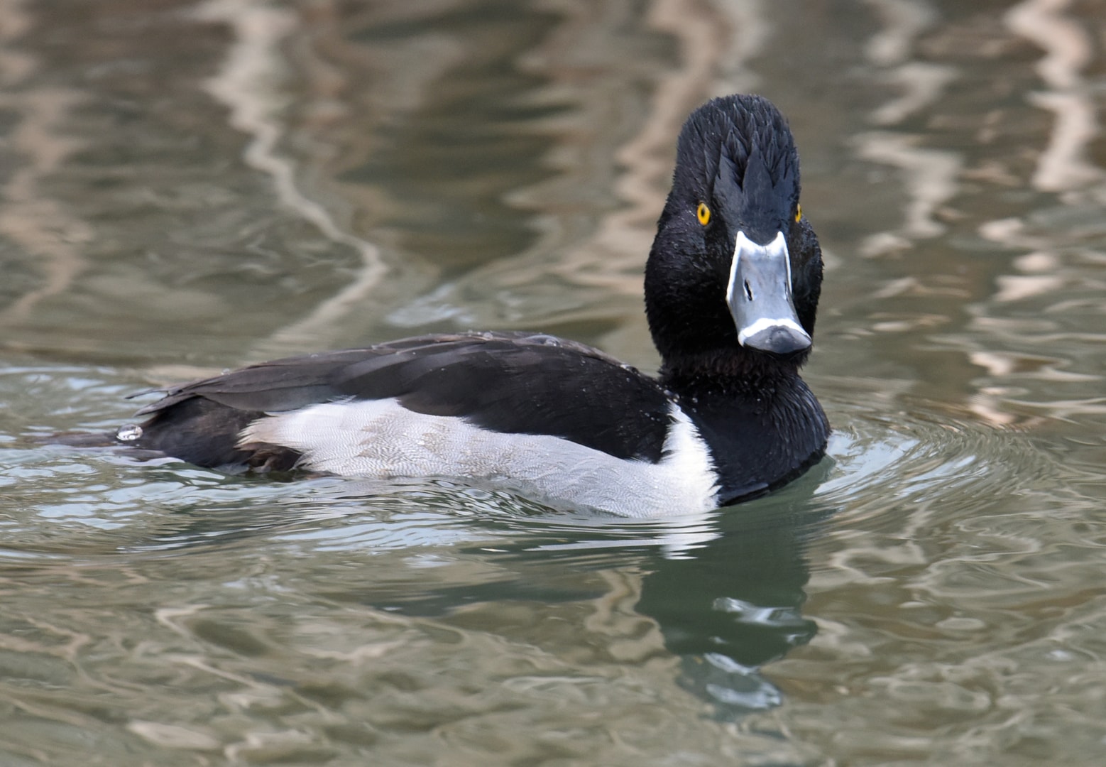 Ring-necked Duck by Tony Hovell - BirdGuides