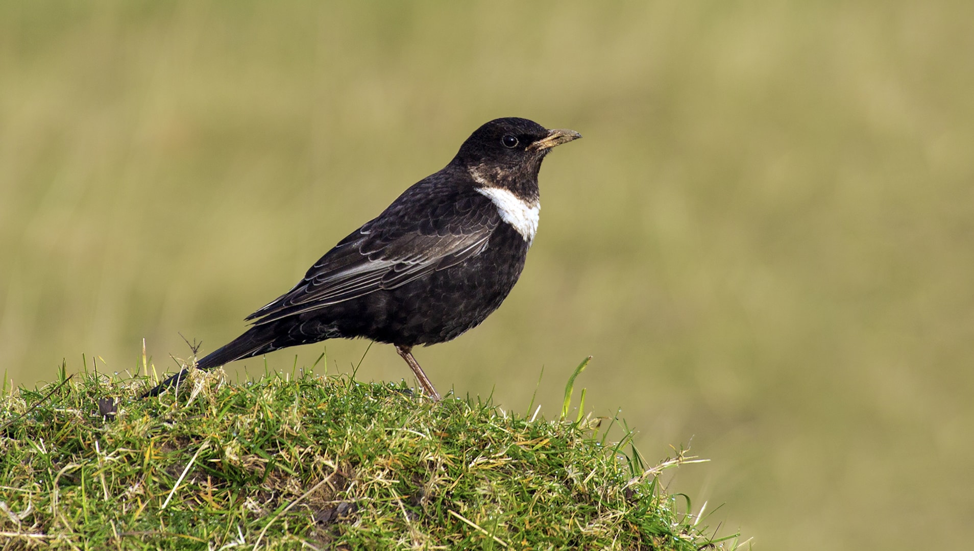 Ring Ouzel by Nigel Kiteley - BirdGuides