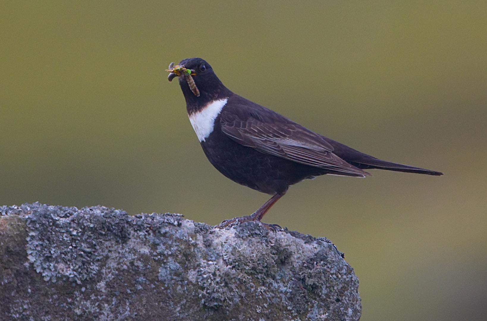 Ring Ouzel by Nick Brown - BirdGuides