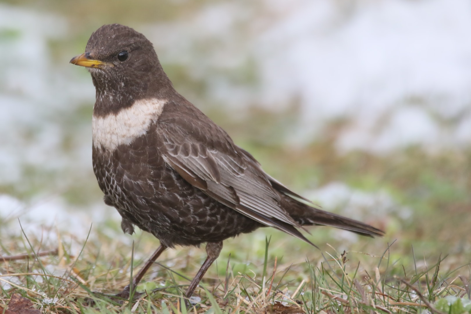 Ring Ouzel by Steve Nicklin - BirdGuides