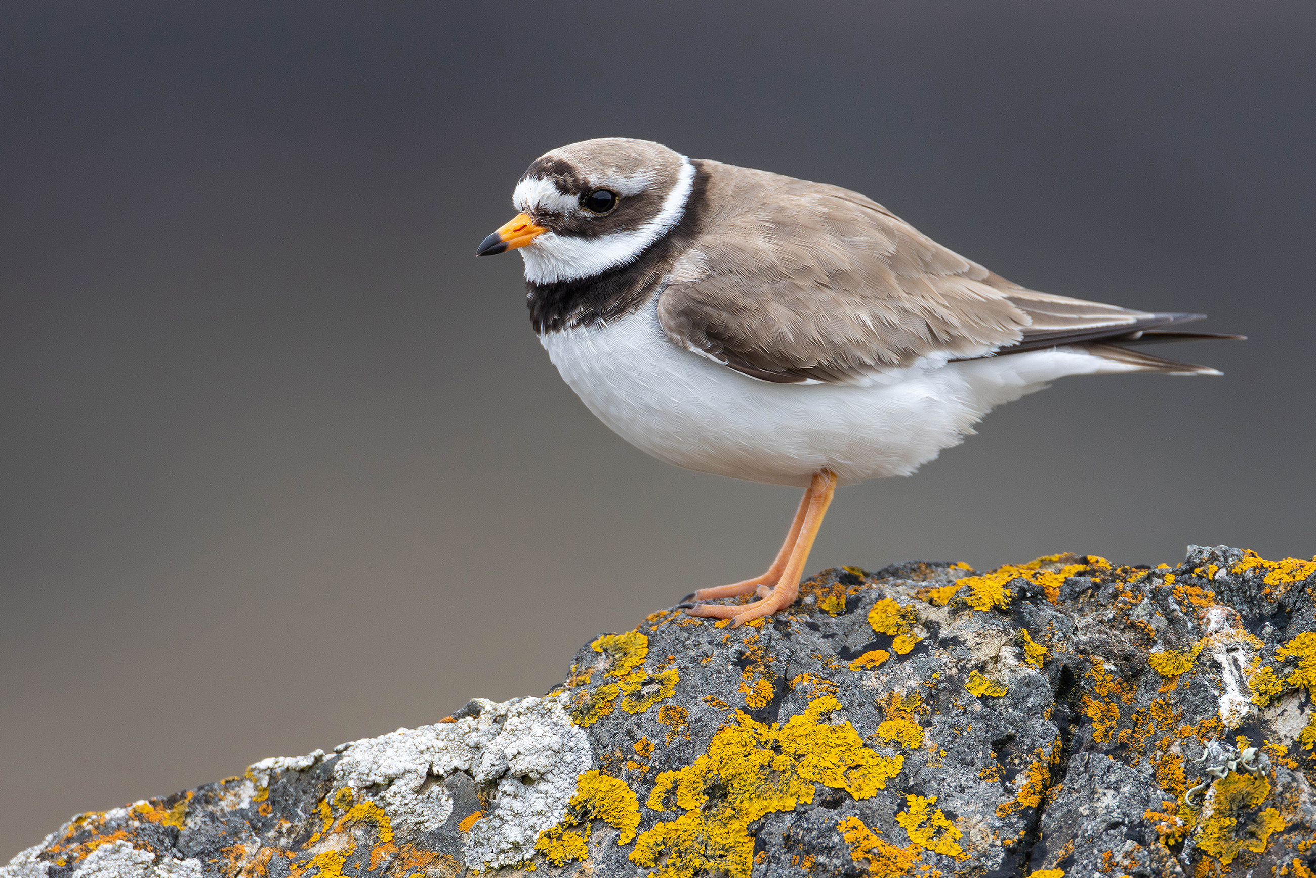 Ringed Plover by Mark Darling - BirdGuides