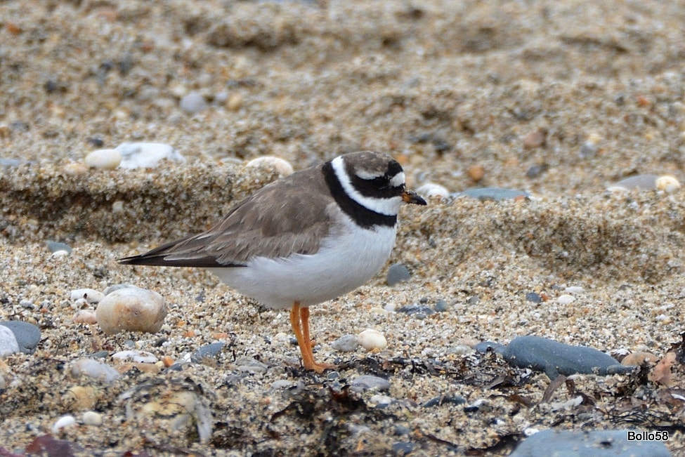 Ringed Plover by Chris Bollen - BirdGuides