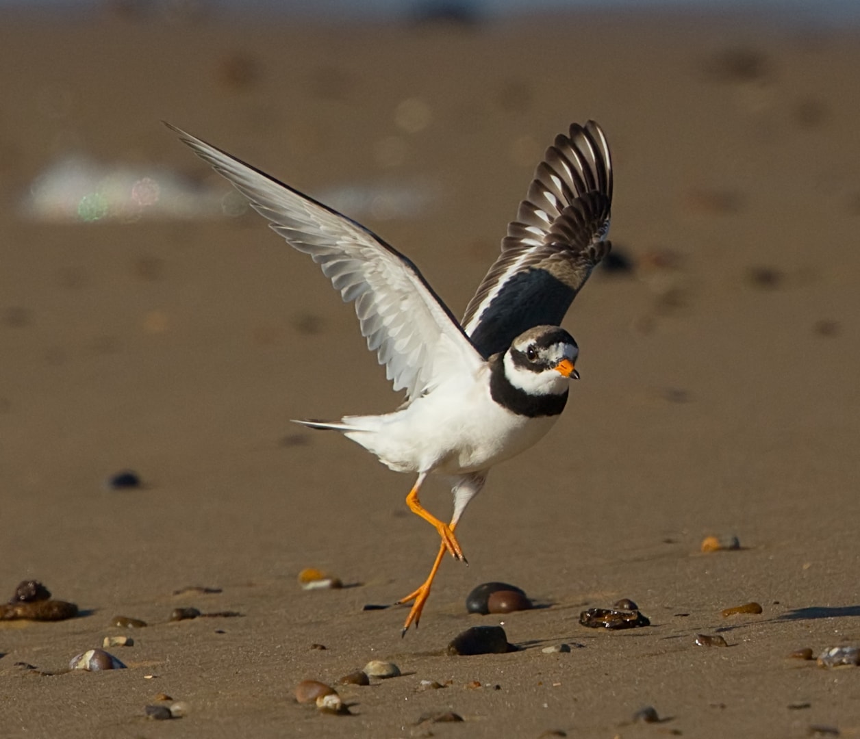 Ringed Plover by Nick Brown - BirdGuides
