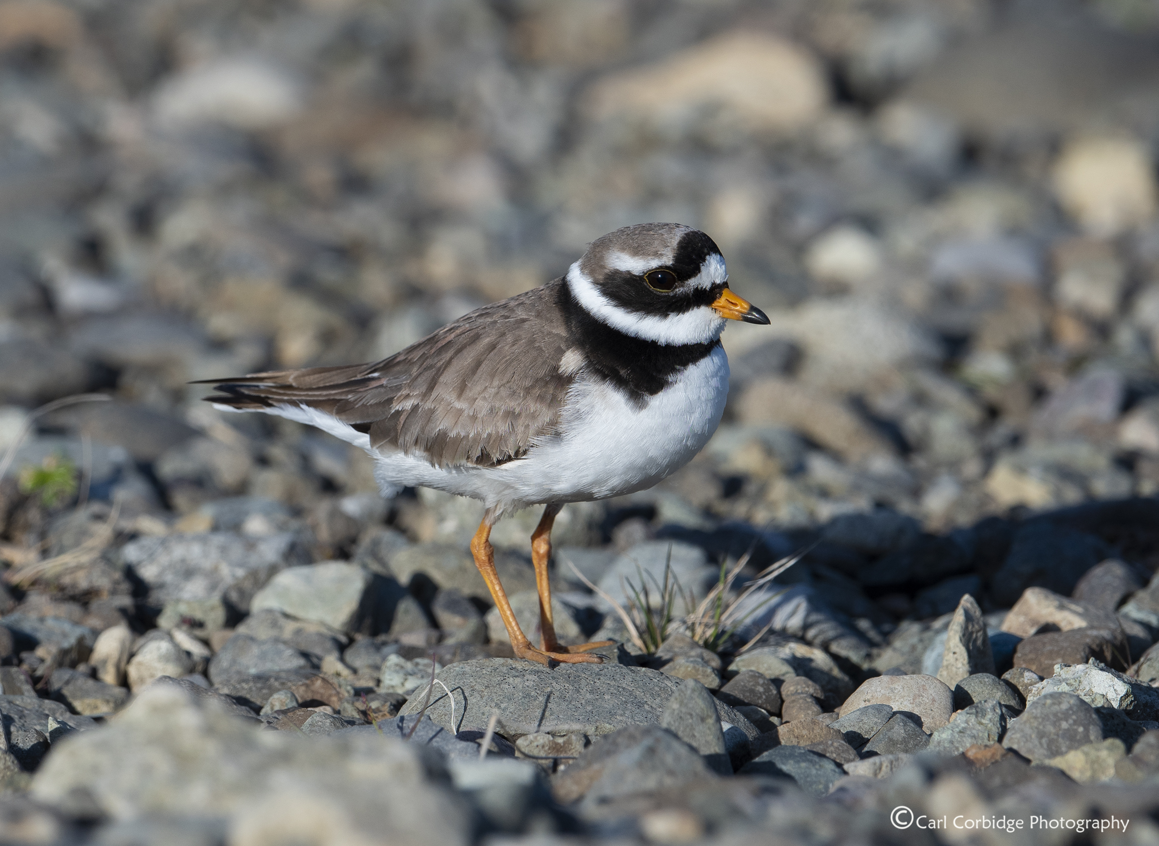 Solent Seascape Project launched to restore marine habitats - BirdGuides