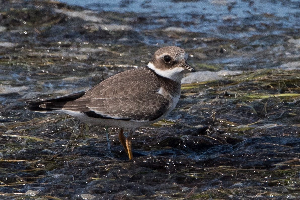 Ringed Plover by Jim Mountain - BirdGuides