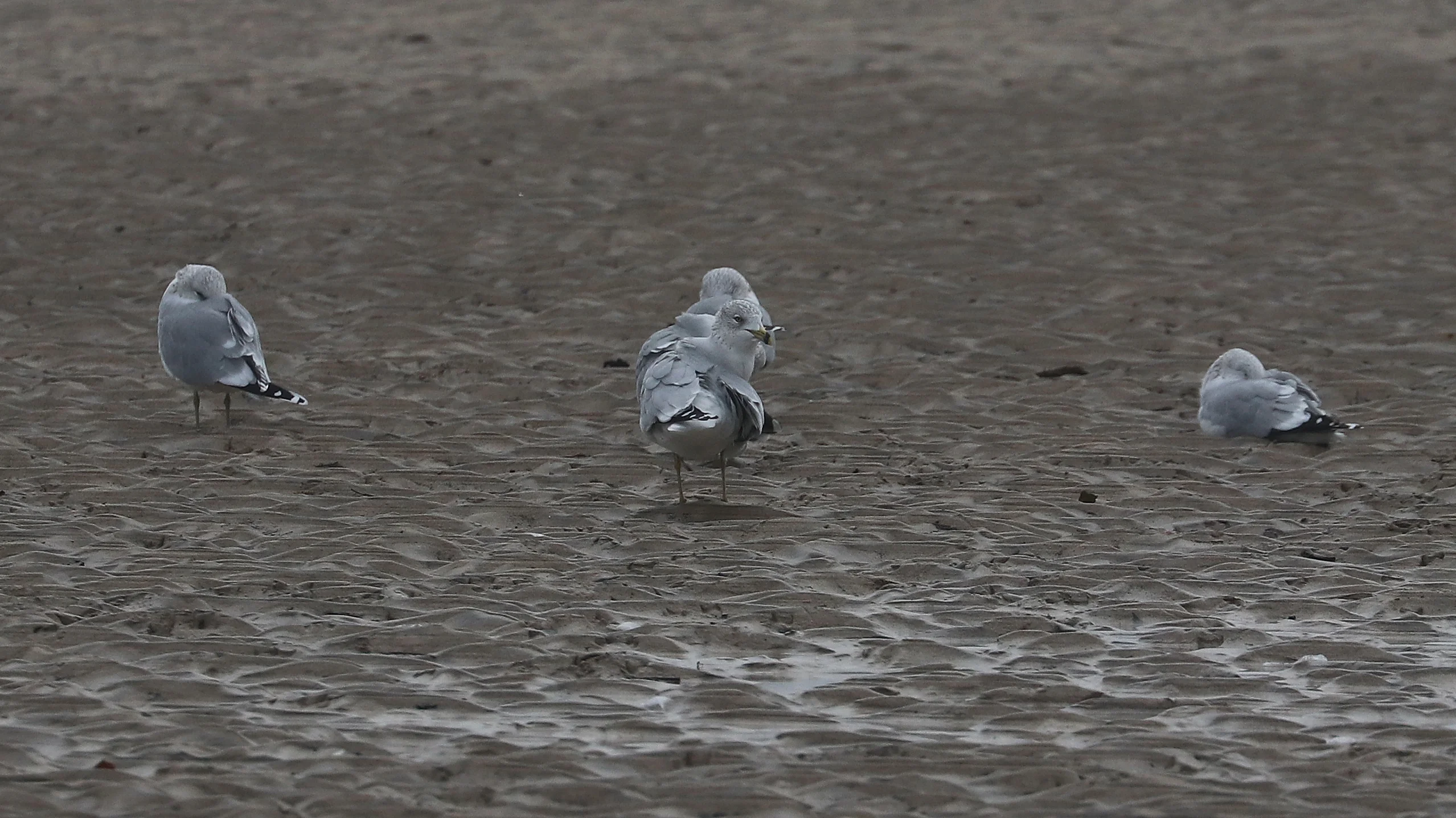 Sighting Report - BirdGuides