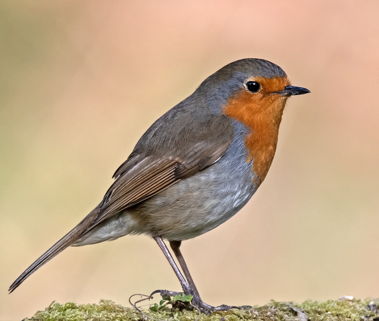 European Robin by Wayne Davies - BirdGuides