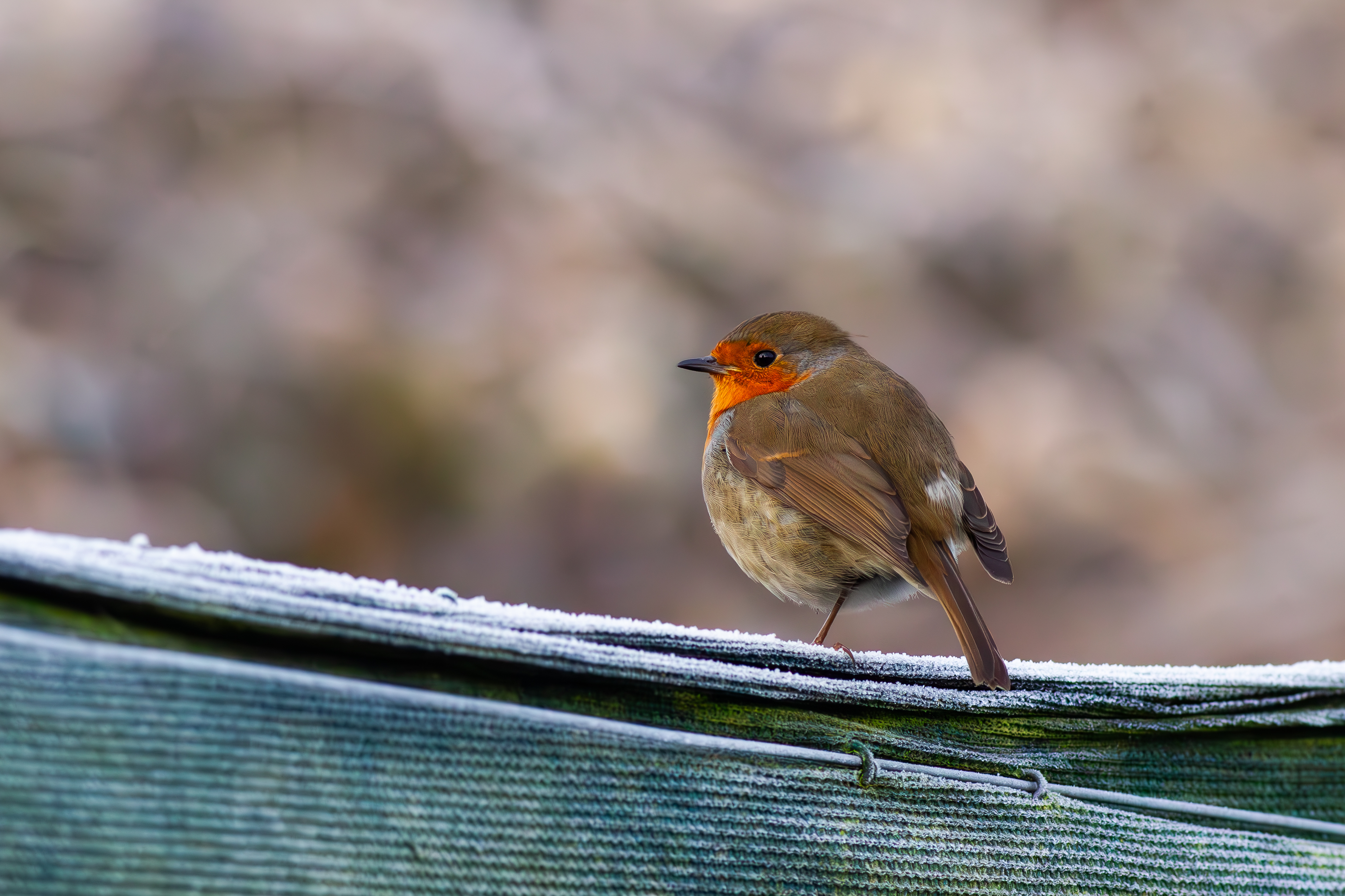 European Robin by Benji Stedman - BirdGuides