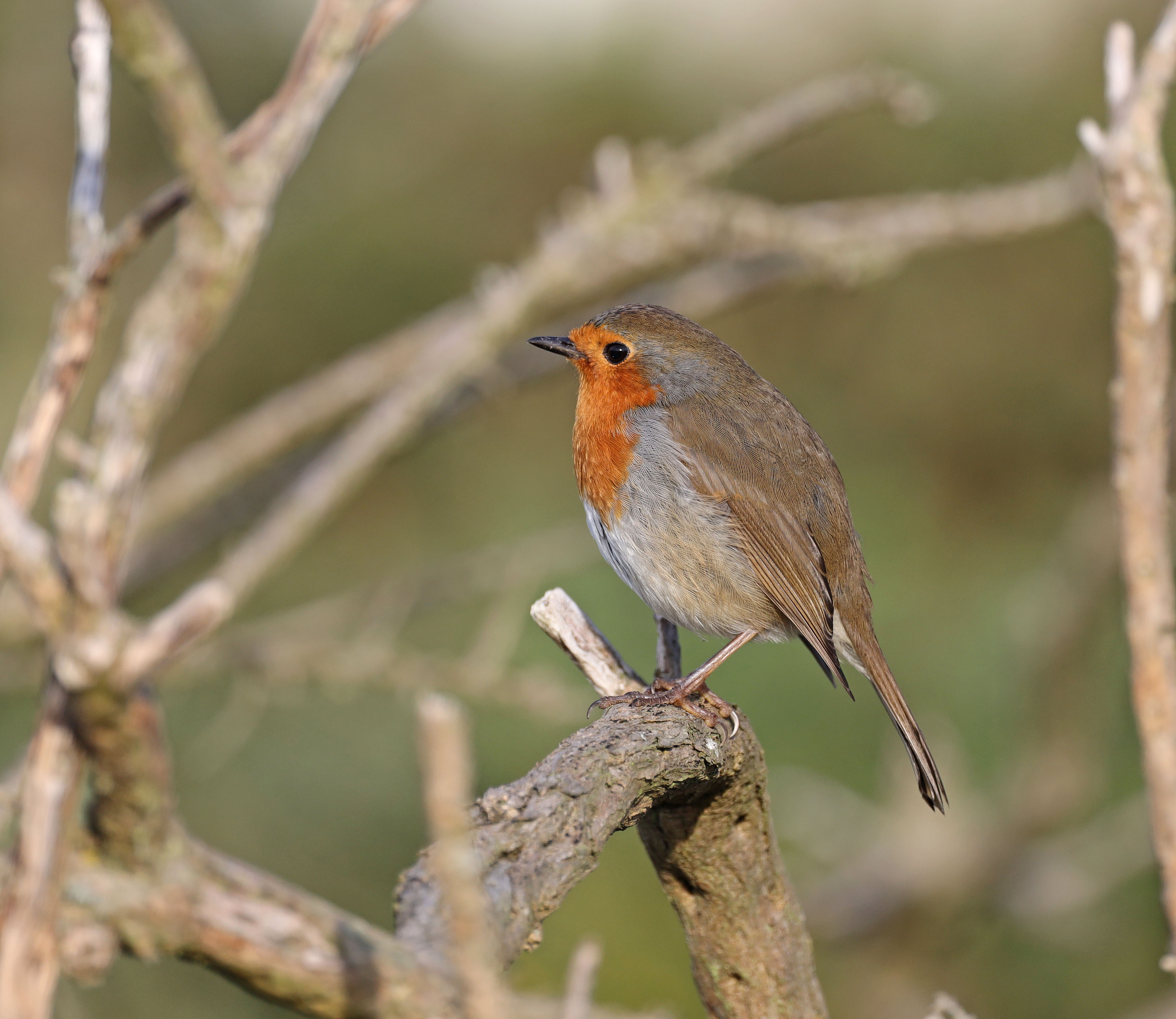 European Robin by David Bradshaw - BirdGuides
