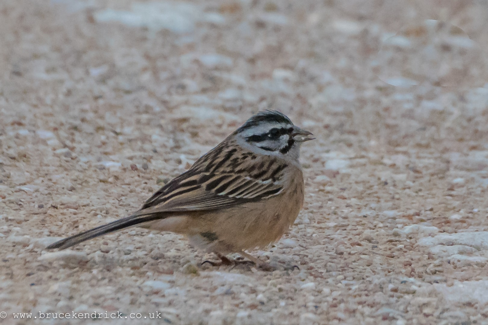 Rock Bunting by Bruce Kendrick - BirdGuides