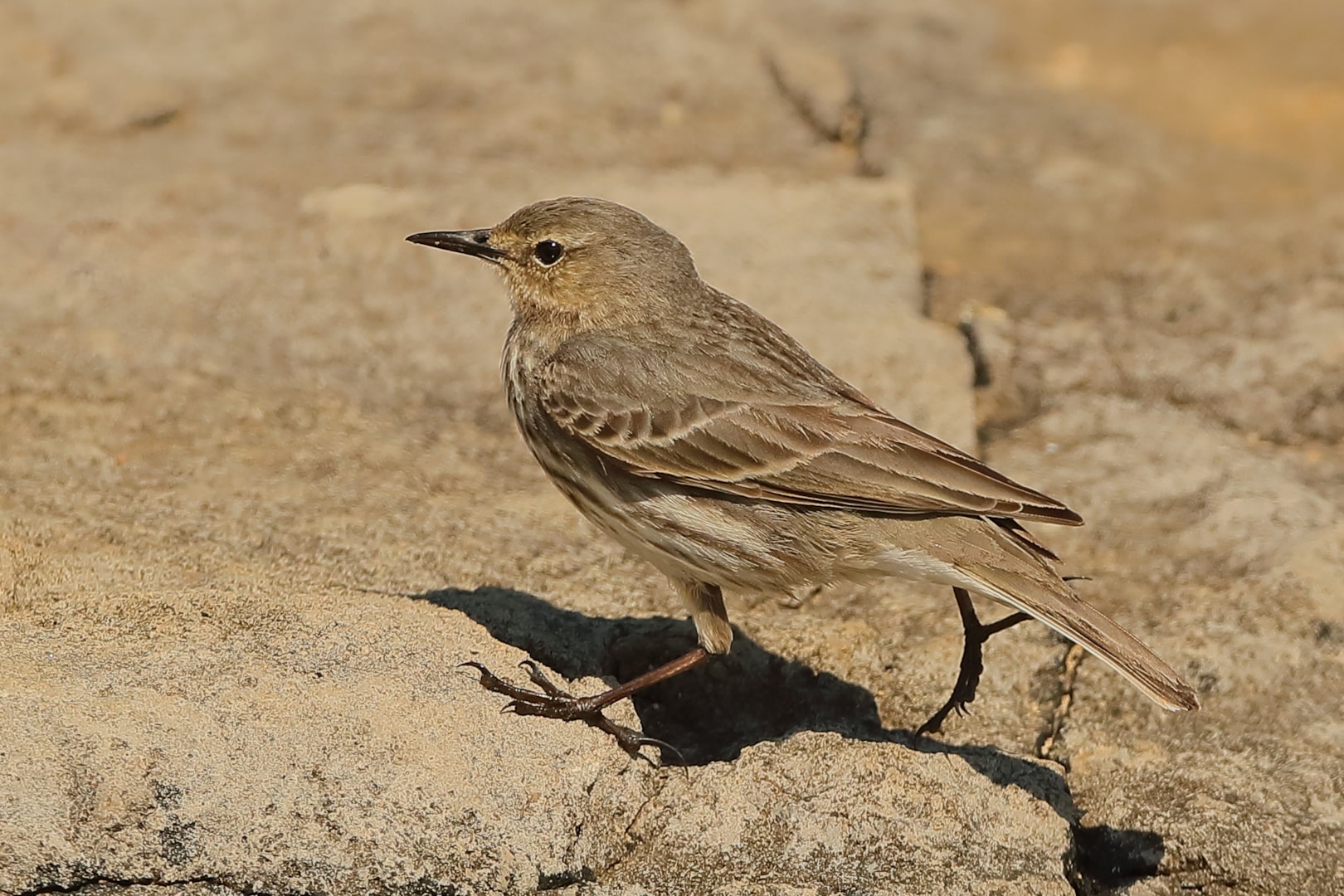 Rock Pipit by Mike Trew - BirdGuides