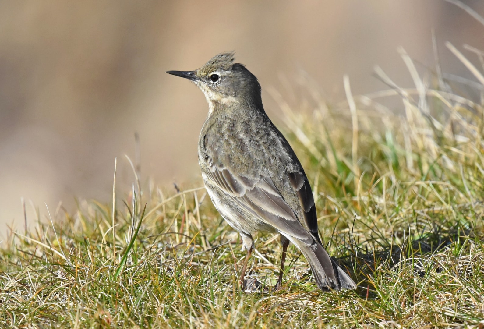 Rock Pipit by Pam Parsons - BirdGuides