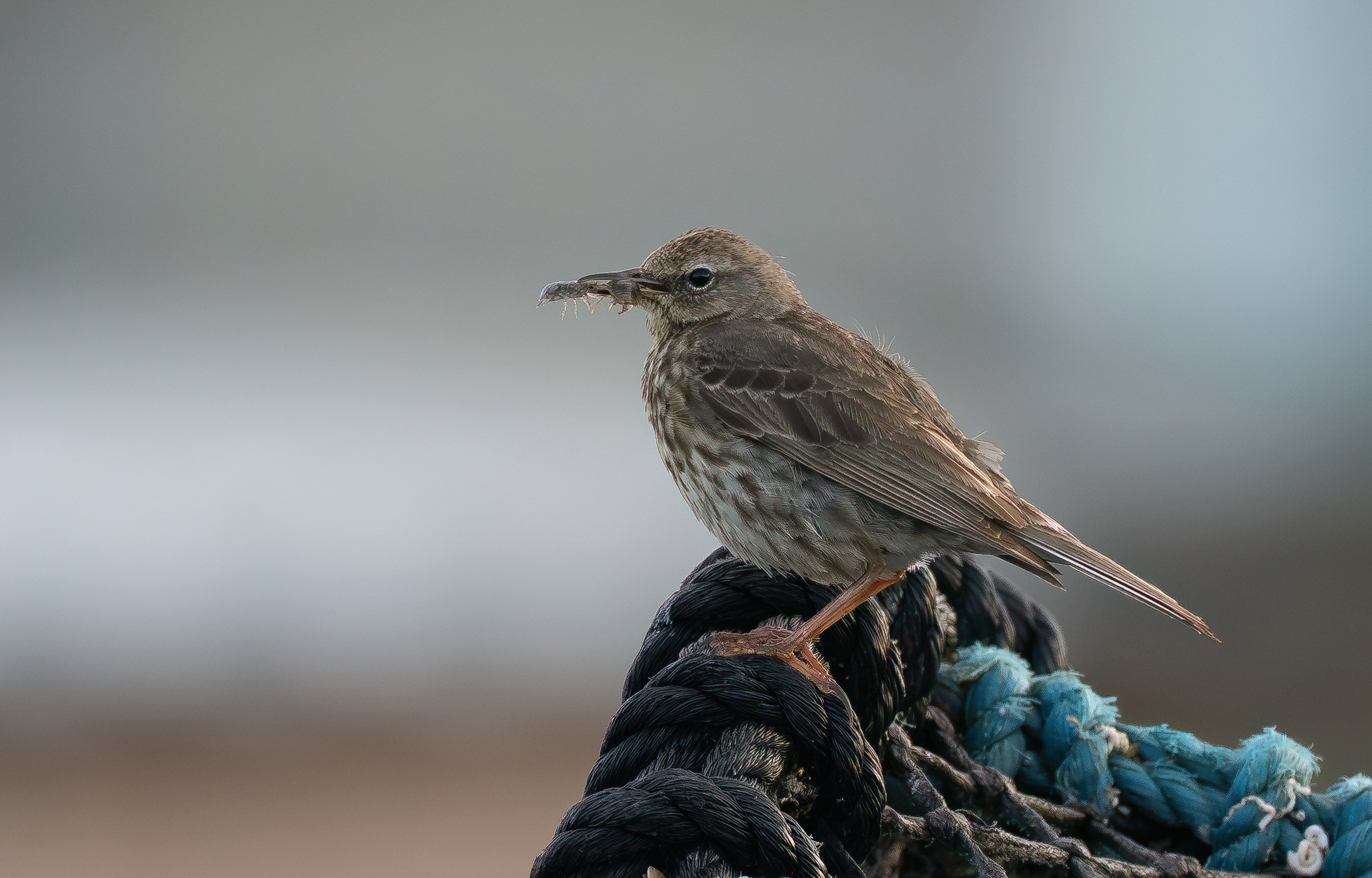Rock Pipit by Keith Gypps - BirdGuides