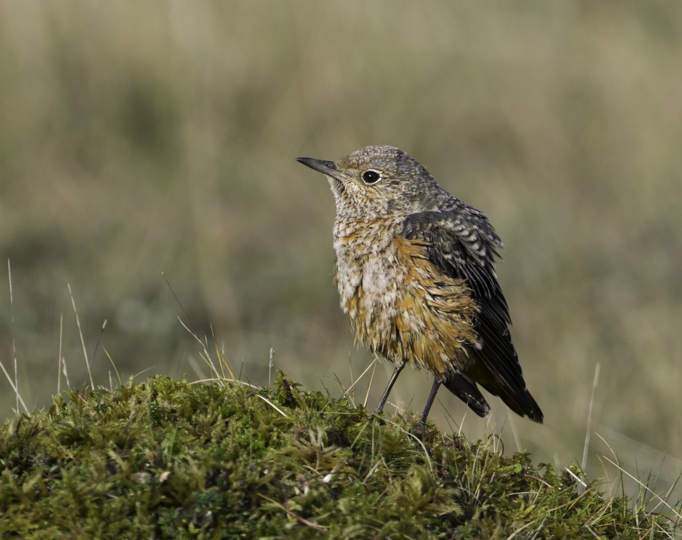 Common Rock Thrush by Geoffrey Dicker - BirdGuides