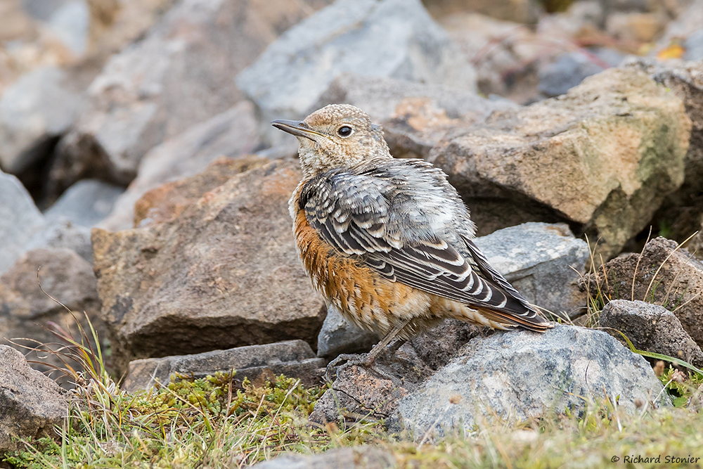Details : Common Rock Thrush - BirdGuides
