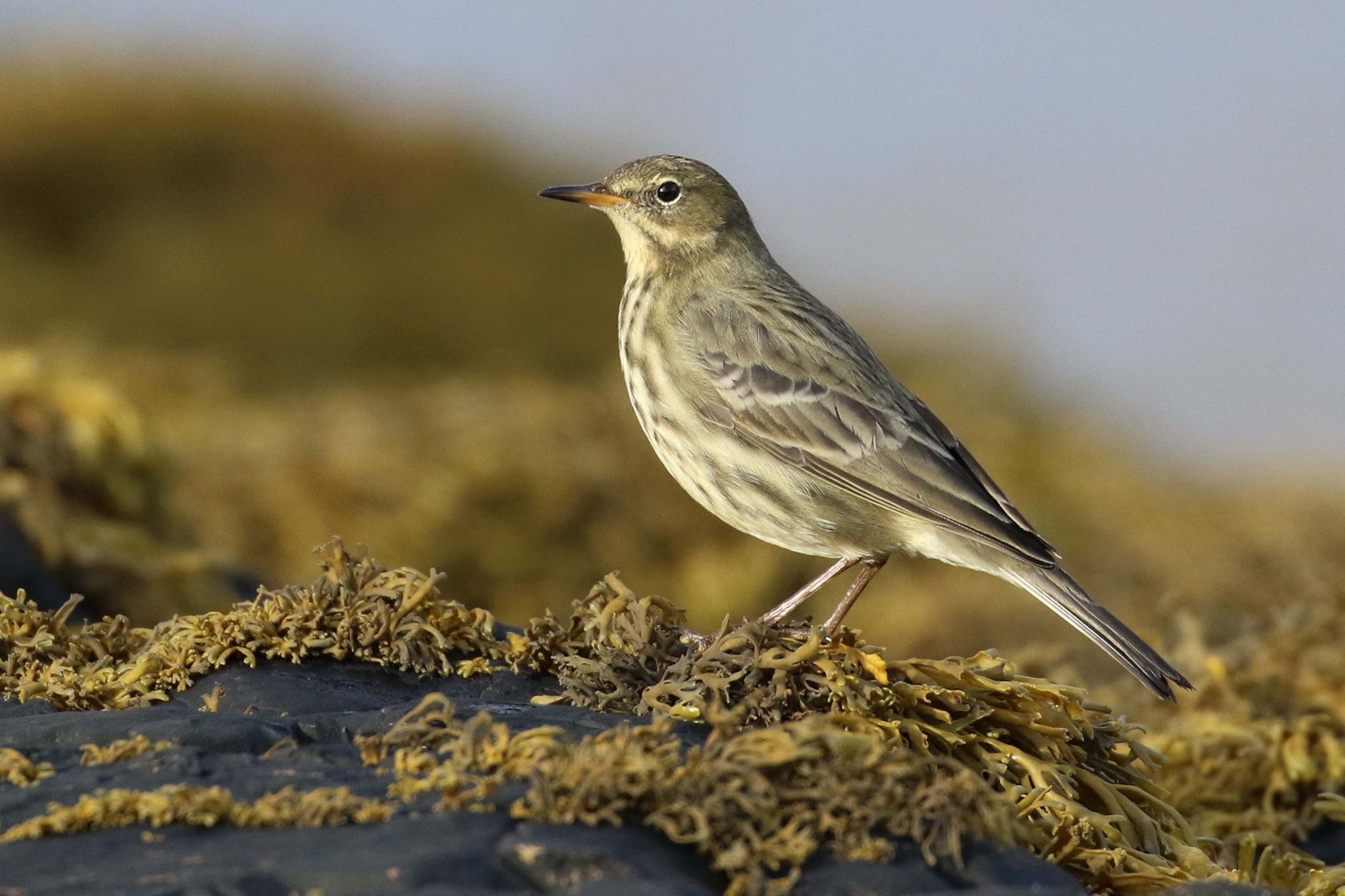 Rock Pipit by Christopher Bell - BirdGuides