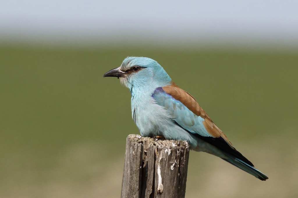 European Roller by Chris Barlow - BirdGuides