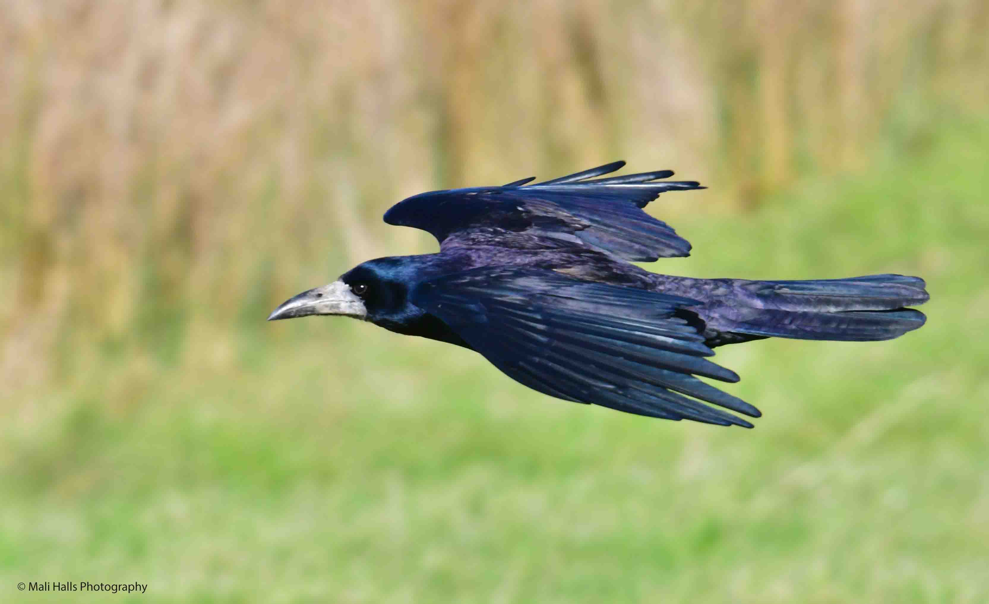 Rook by Mali Halls - BirdGuides