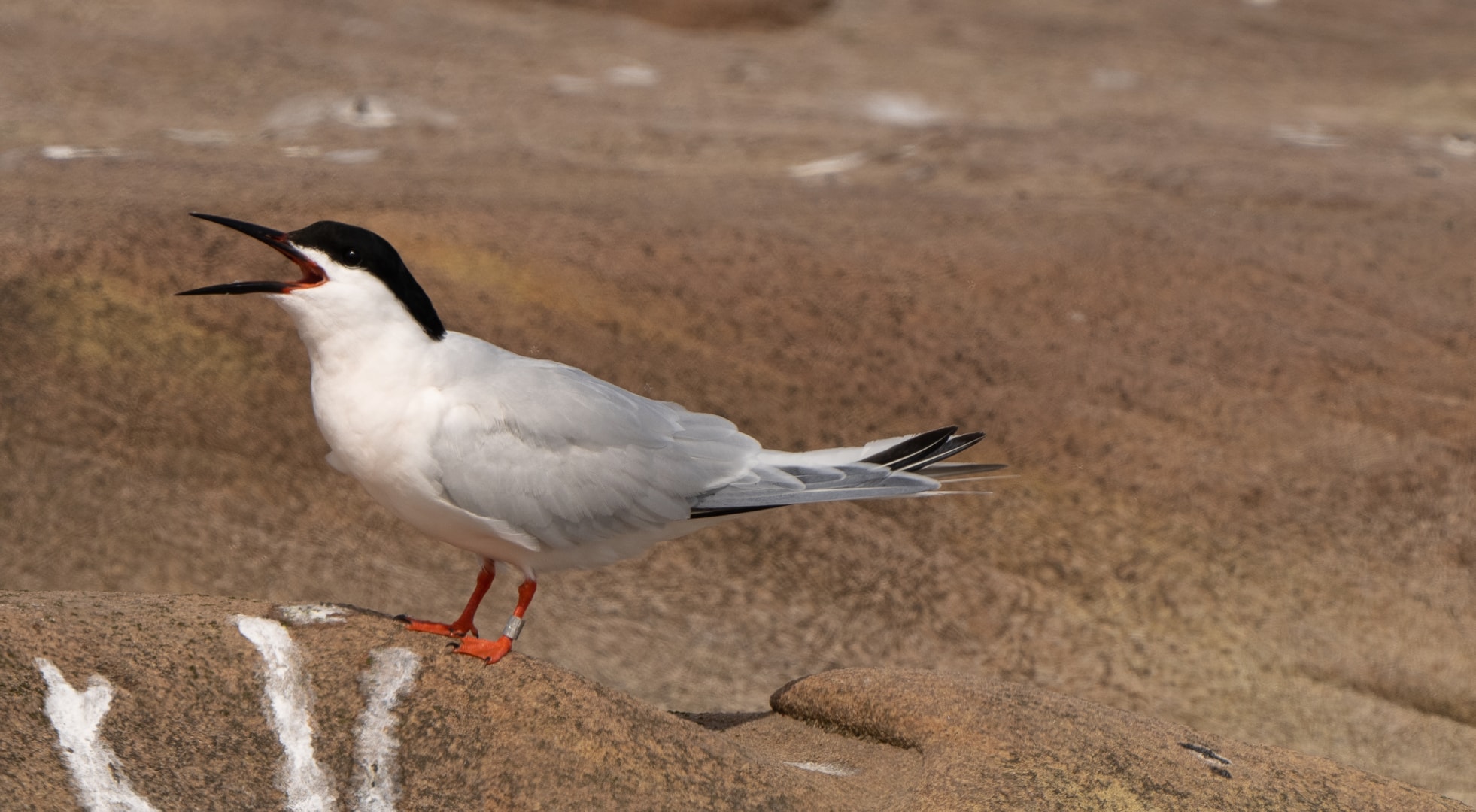 Roseate Tern by Andy Hall - BirdGuides