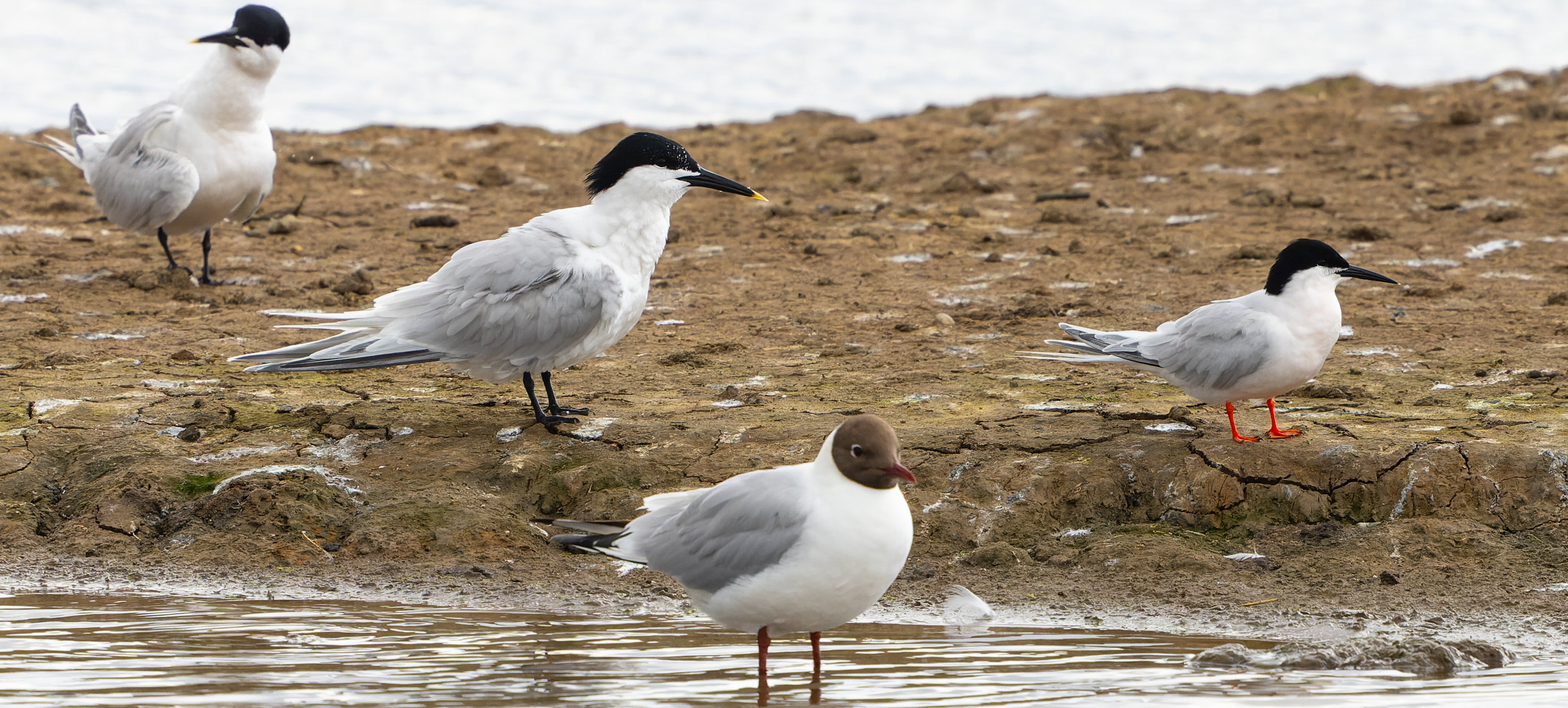 Roseate Tern by Nick Brown - BirdGuides