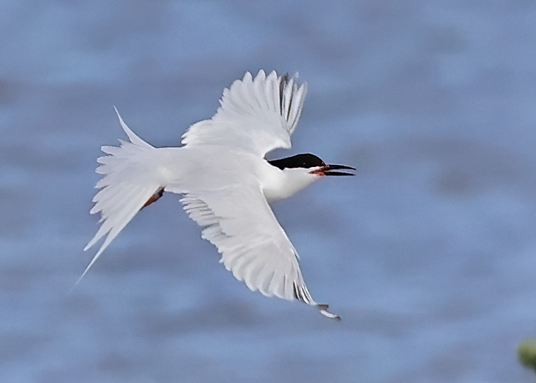 Roseate Tern by Mike Trew - BirdGuides