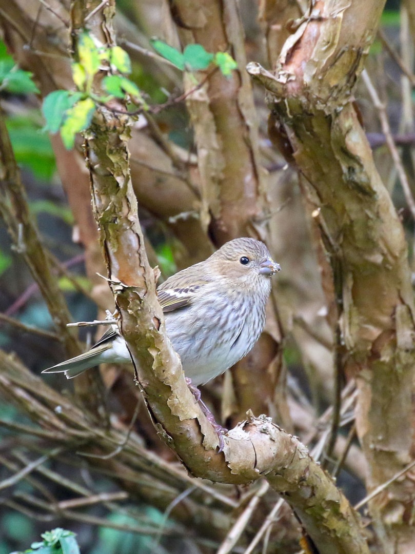 Common Rosefinch by John Irvine - BirdGuides