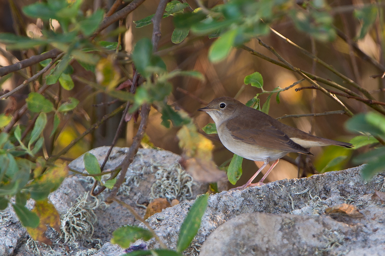 Common Nightingale by Marc FASOL - BirdGuides