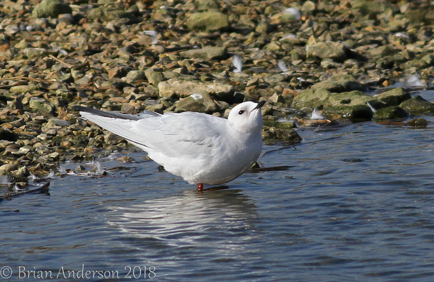 Ross's Gull by Brian Anderson - BirdGuides