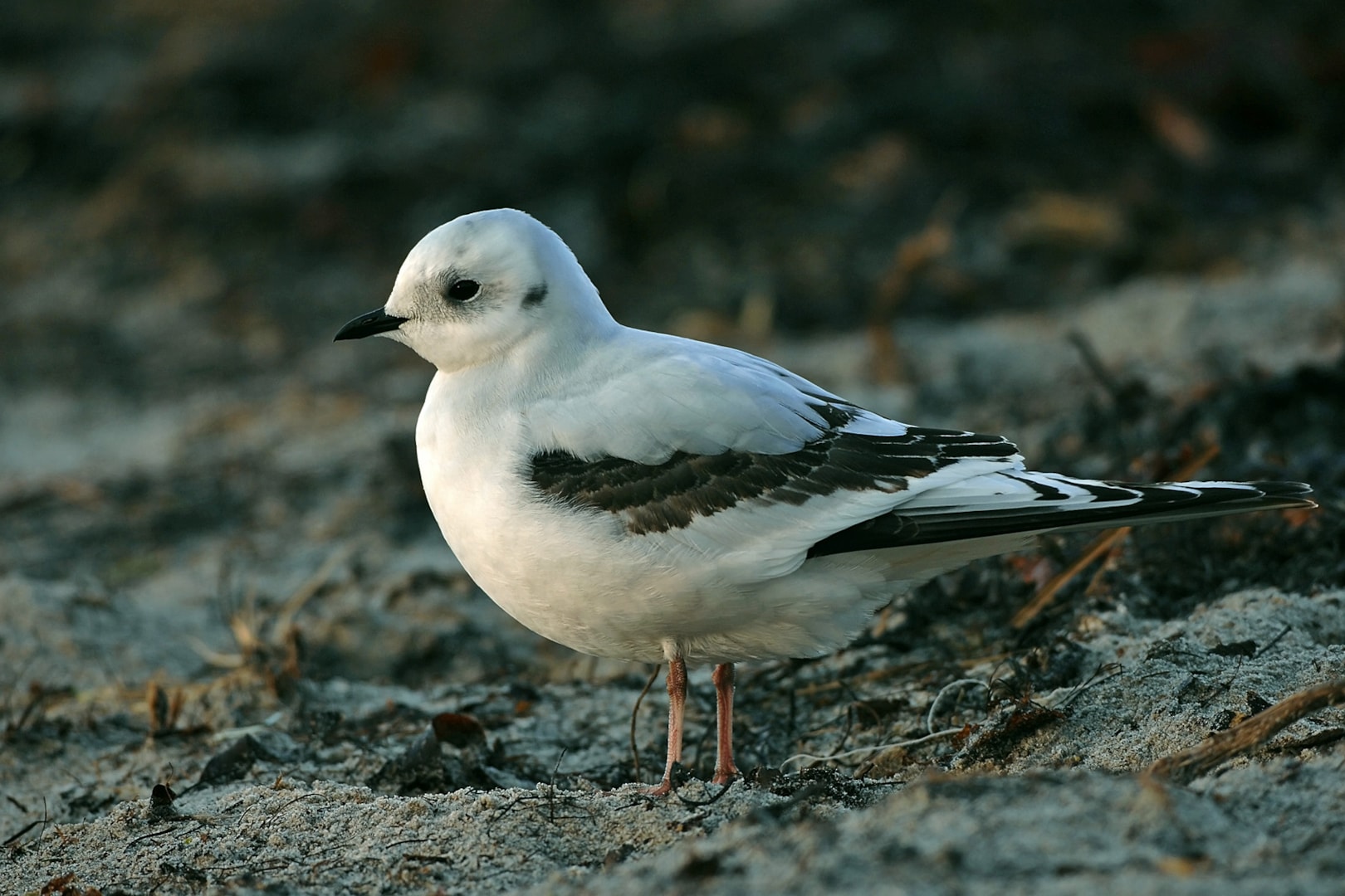 Ross's Gull by Steve Young - BirdGuides