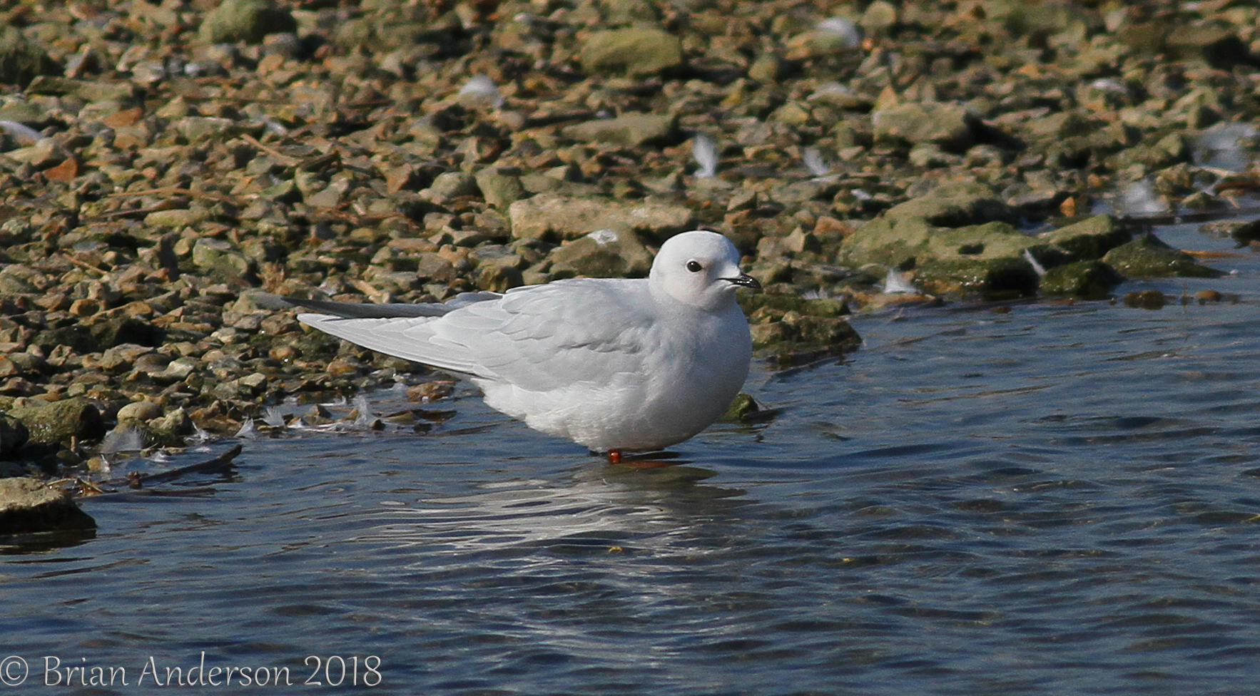 Details : Ross's Gull - BirdGuides