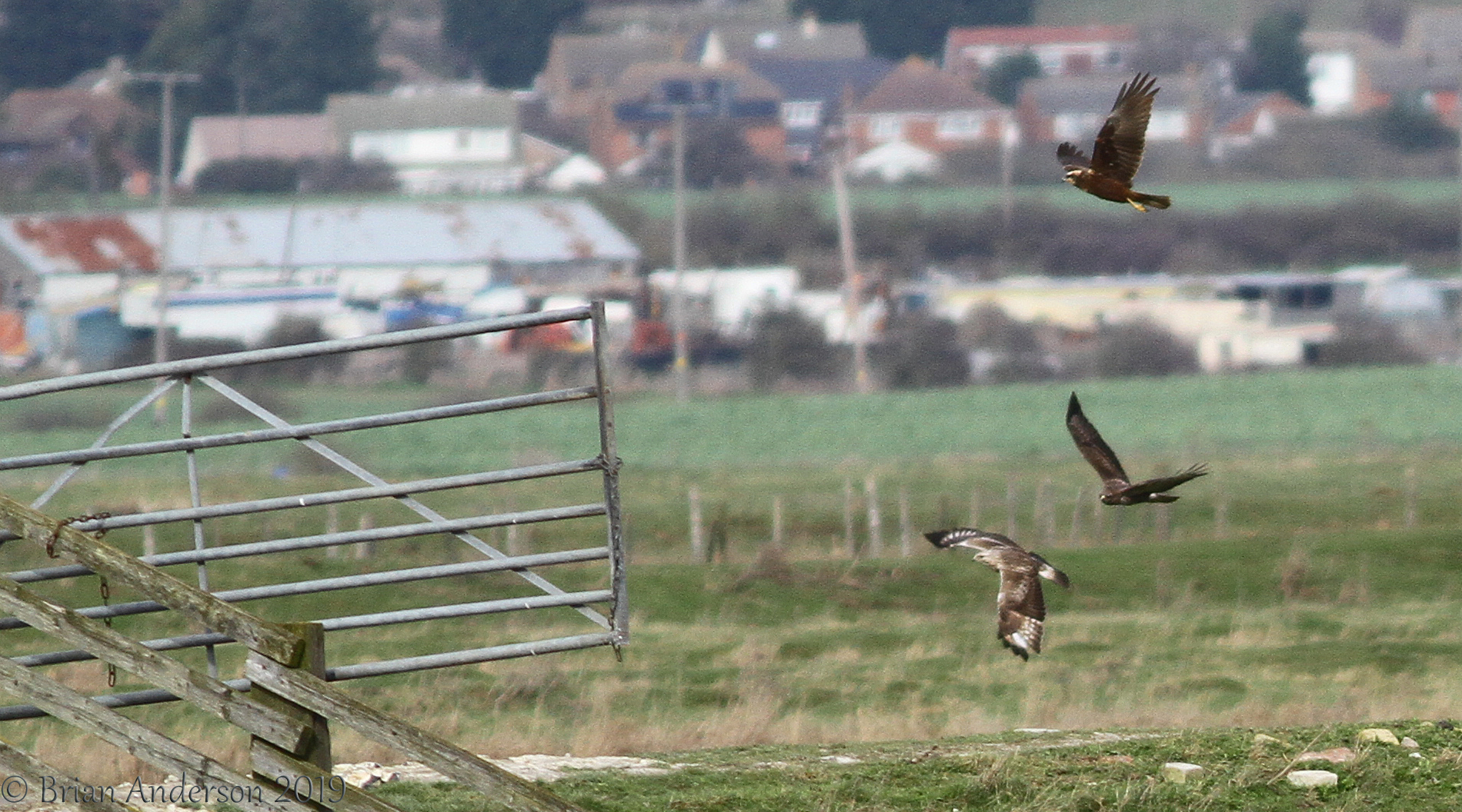 Rough-legged Buzzard by Brian Anderson - BirdGuides