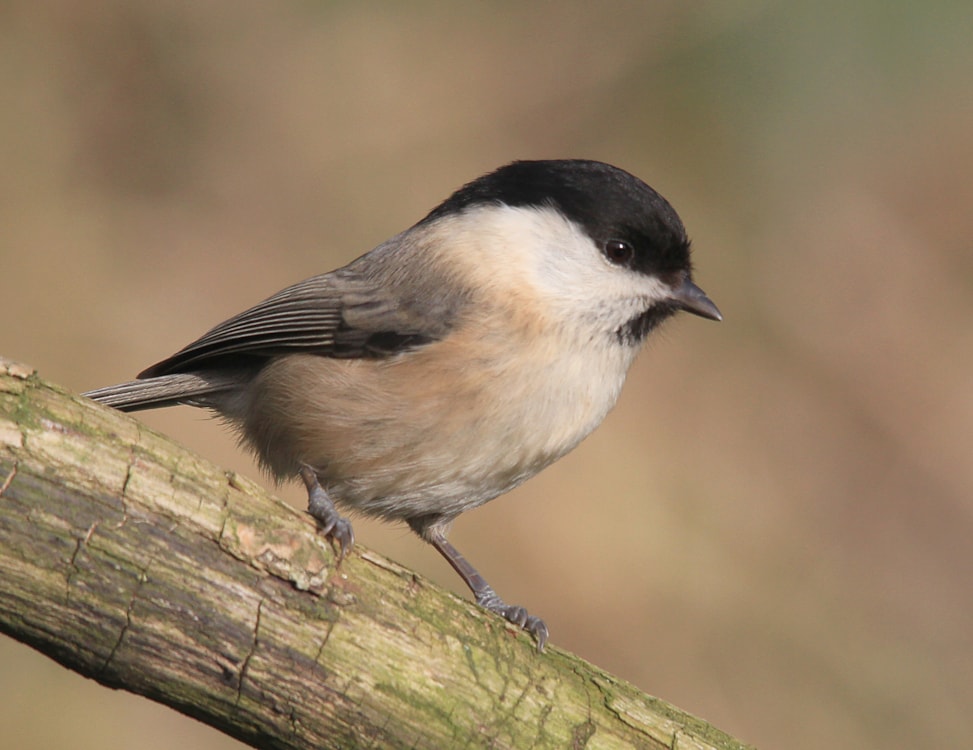 Willow Tit by Steven Seal - BirdGuides
