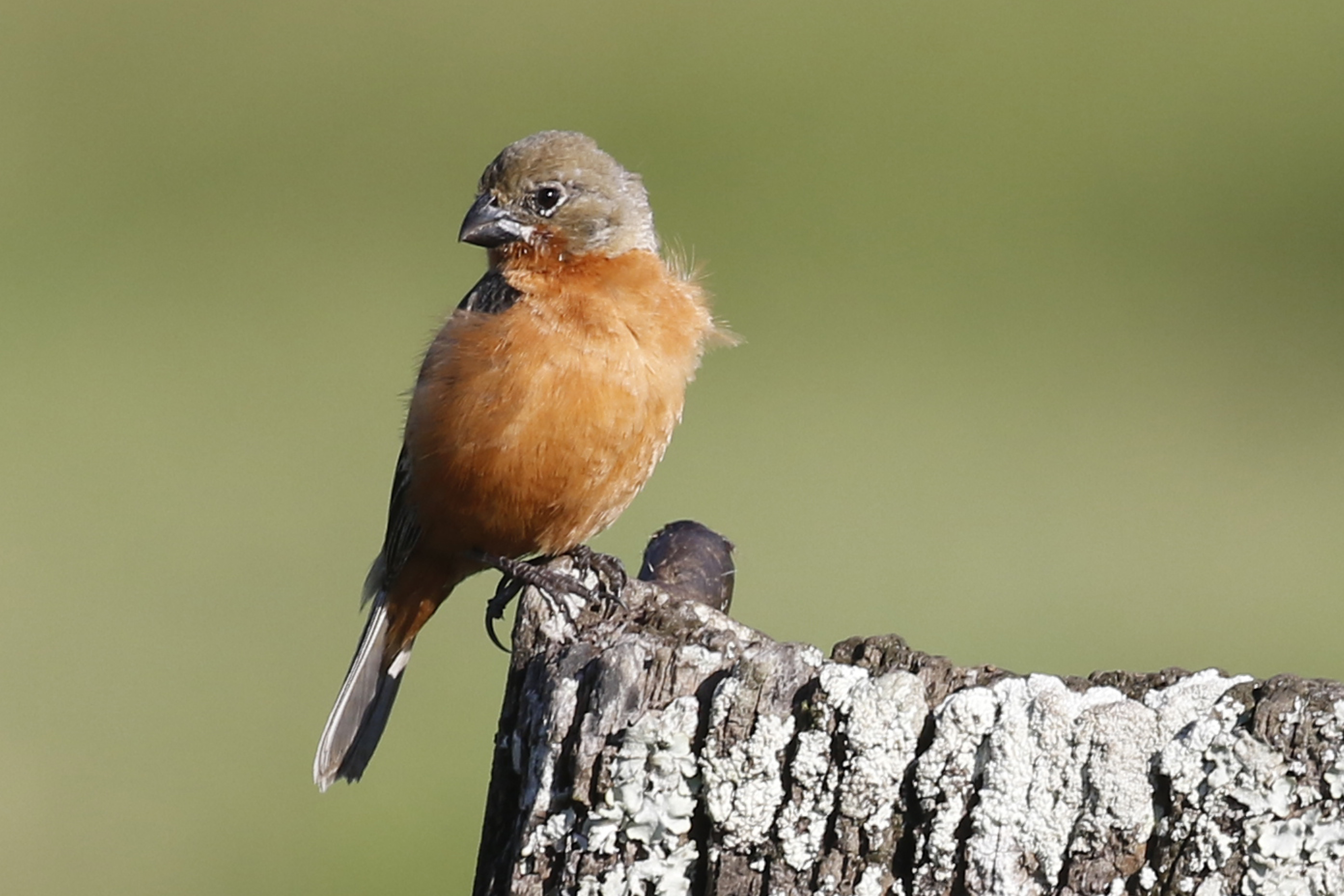 Details : Ruddy-breasted Seedeater - BirdGuides