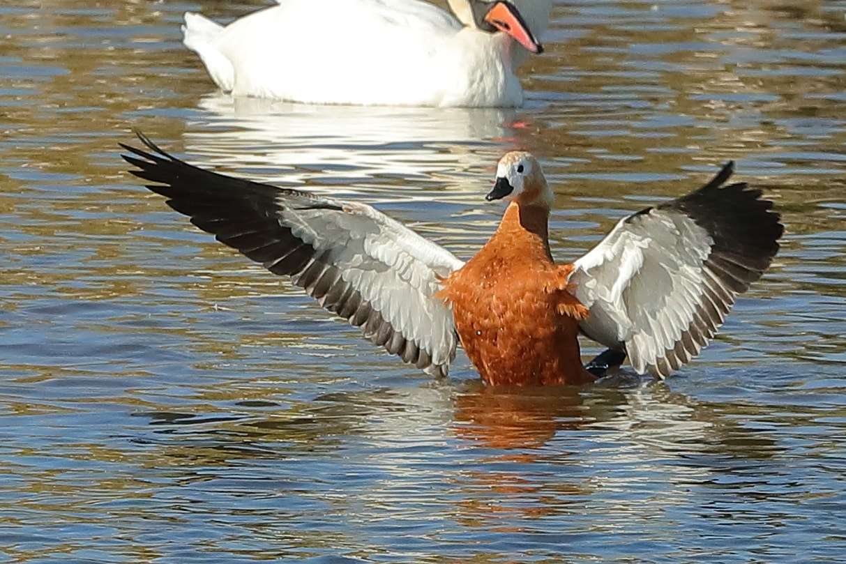 Ruddy Shelduck by Mike Trew - BirdGuides