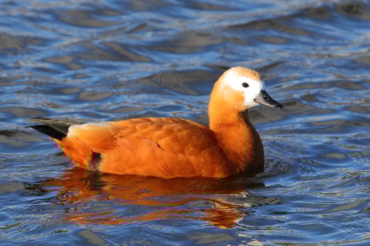 Ruddy Shelduck by Mike Trew - BirdGuides