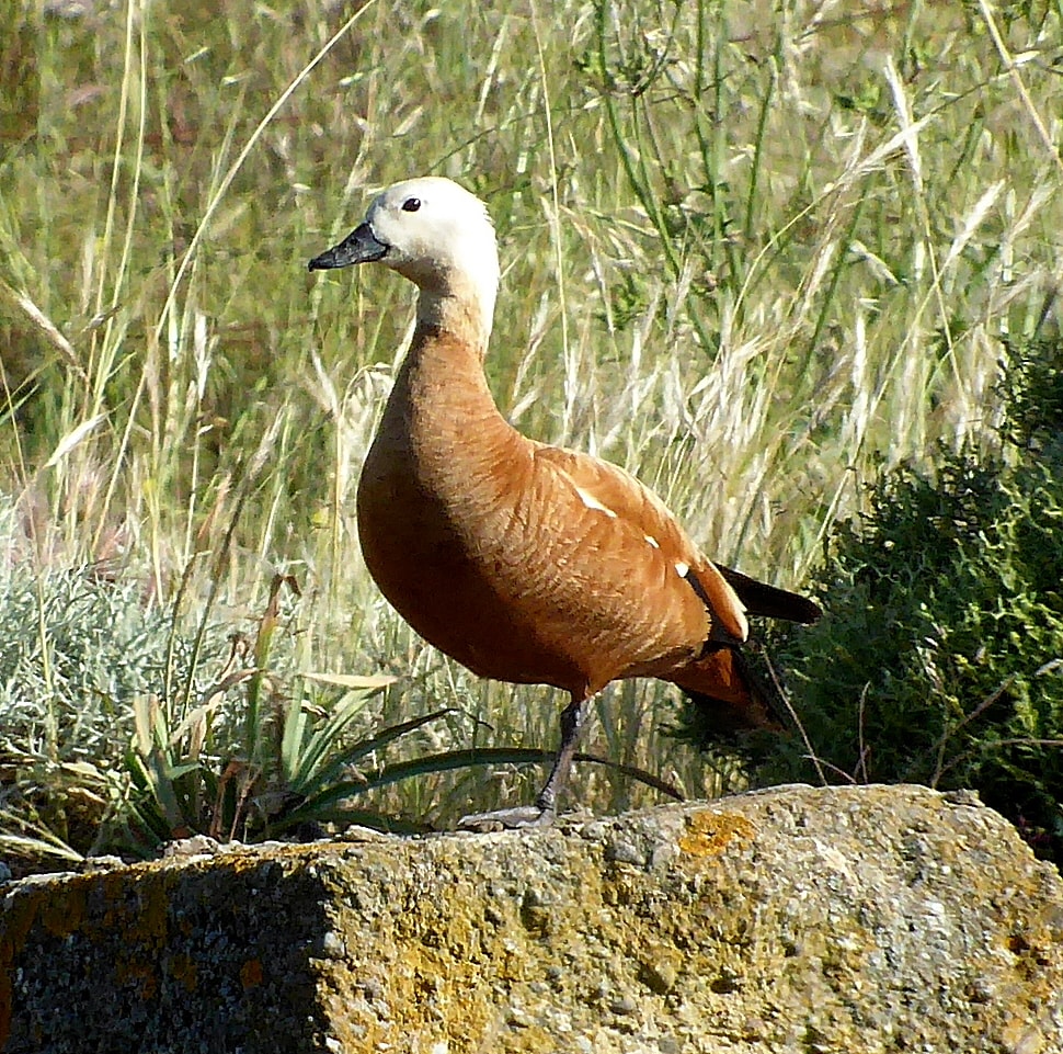Ruddy Shelduck by John Davis - BirdGuides